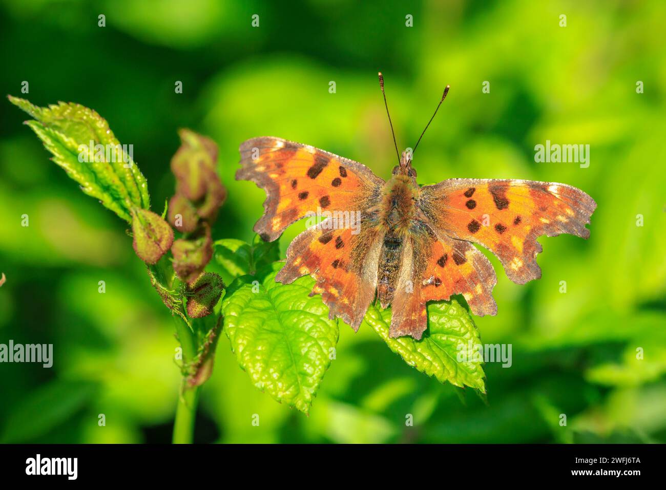 Comma butterfly Polygonia c-album resting on vegetation in grassland ...