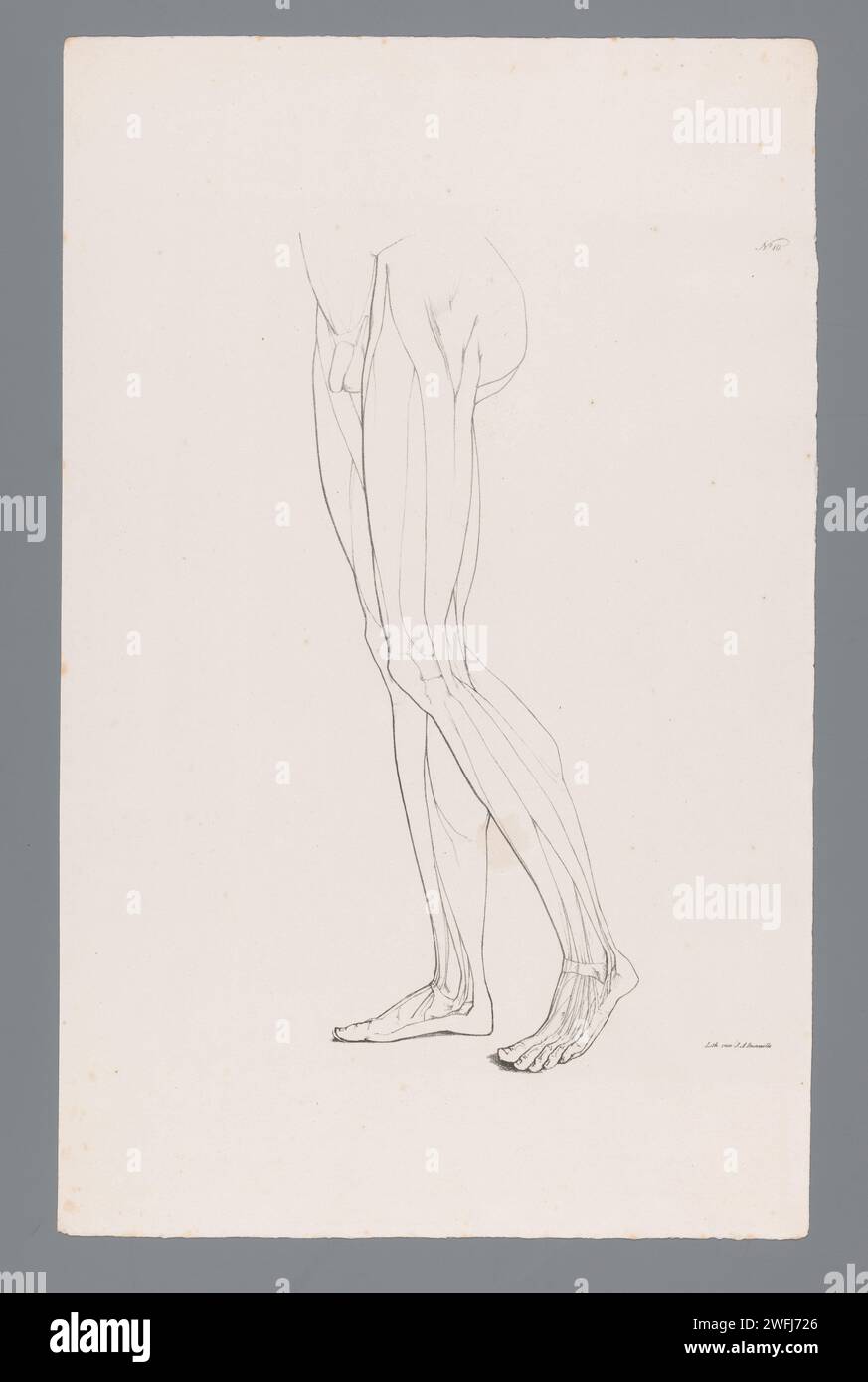 Anatomy of a male lower body, L. Tilger, 1828 - 1830 print Seen from ...