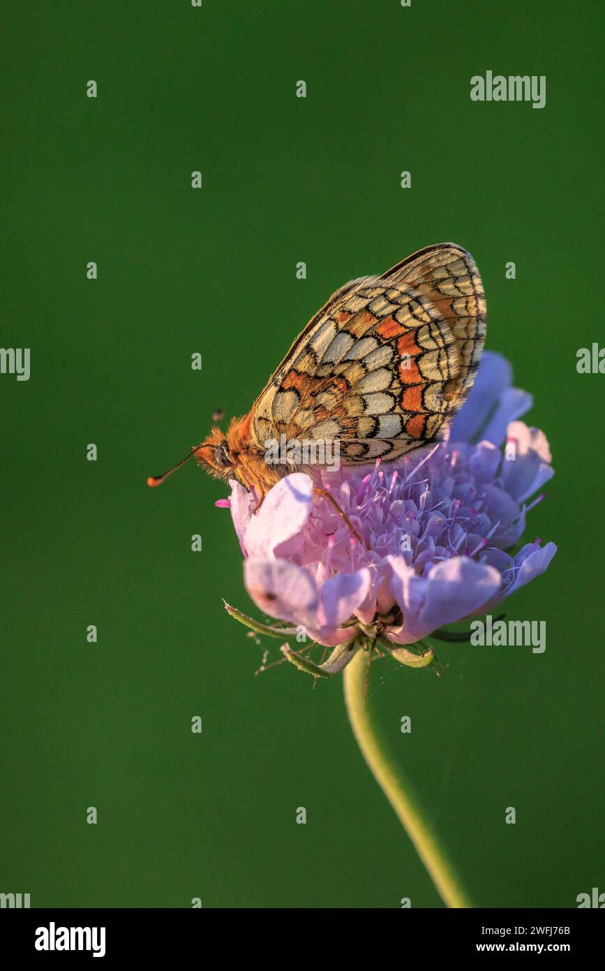 Heath fritillary butterfly, melitaea athalia, pollinating in a flower ...