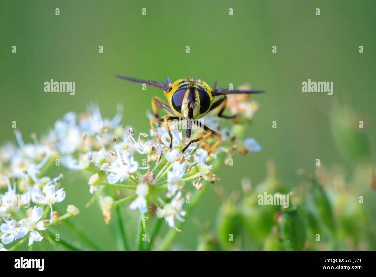 Closeup of Batman hoverfly, Myathropa florea, pollinating on white ...