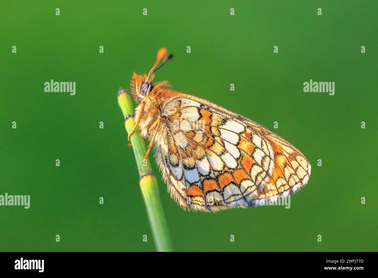 Heath fritillary butterfly, melitaea athalia, pollinating in a flower ...