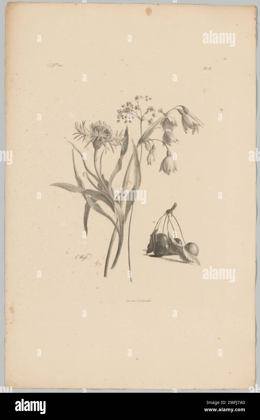 Flowers and Cherries, Anton Weiss, 1820 - 1833 print Up to the top left ...