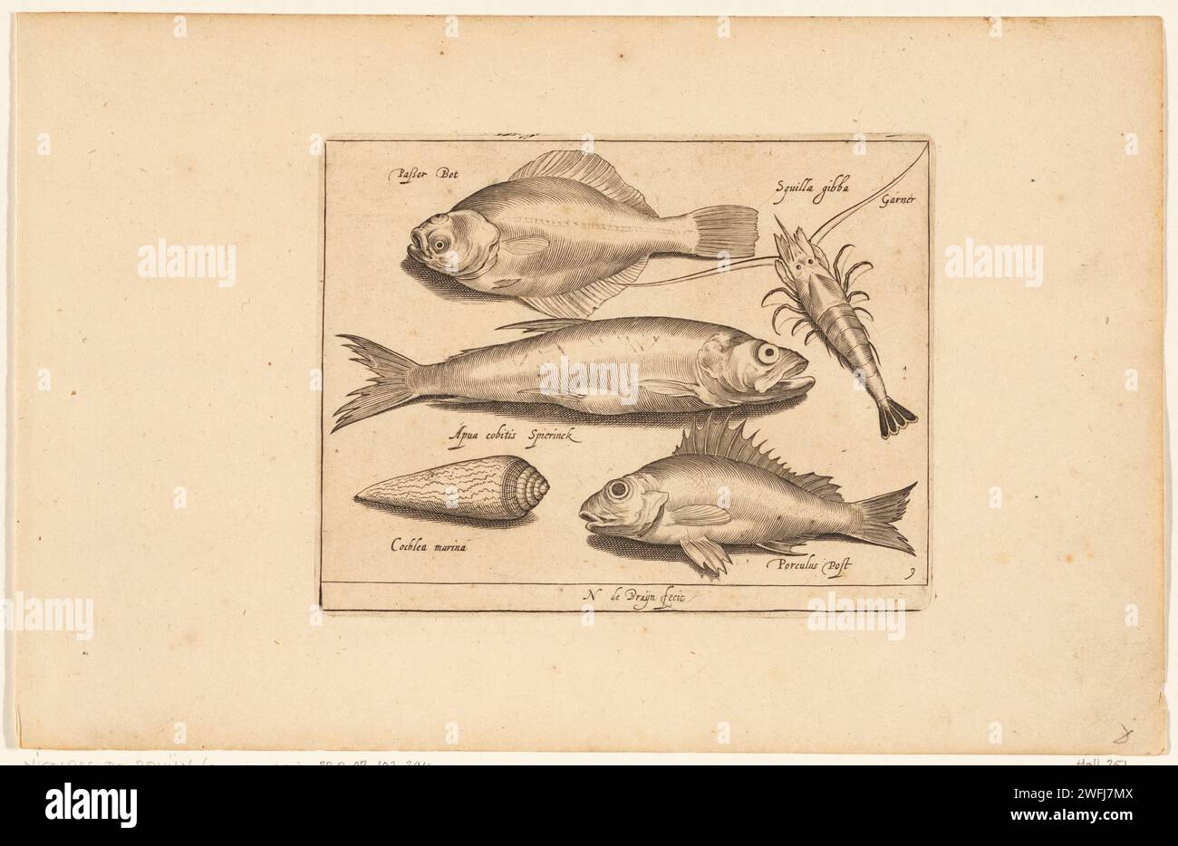 Bot, Shrimp, Spiering and Pos, 1581 - 1656 print Bot, shrimp, smelt and ...