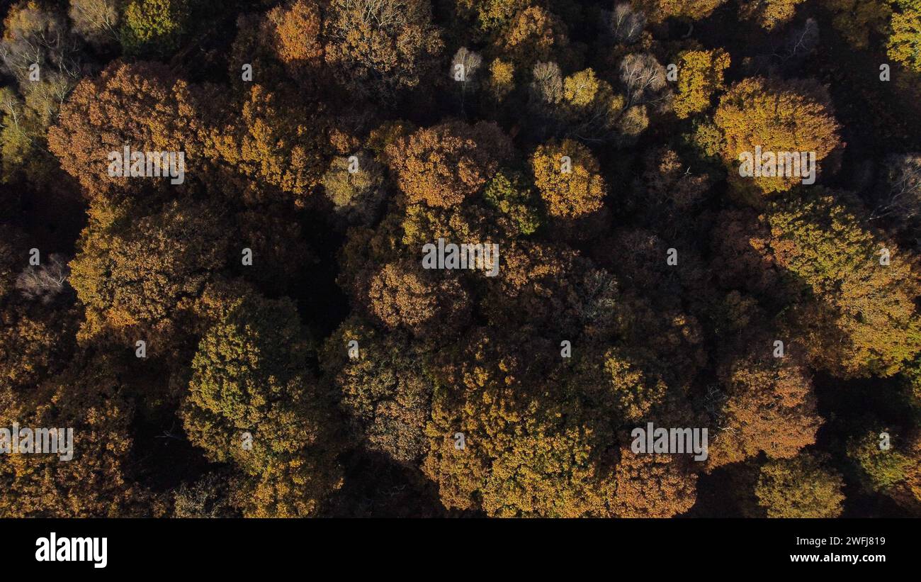 Footage top view trees autumn hi-res stock photography and images - Alamy