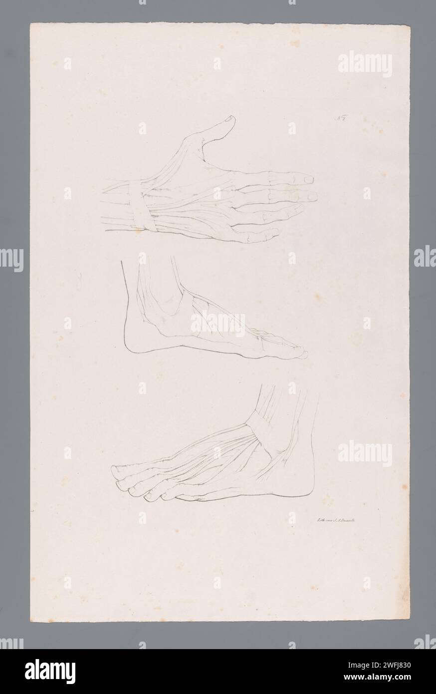 Three anatomies of a hand and foot, L. Tilger, 1828 - 1830 print Part ...