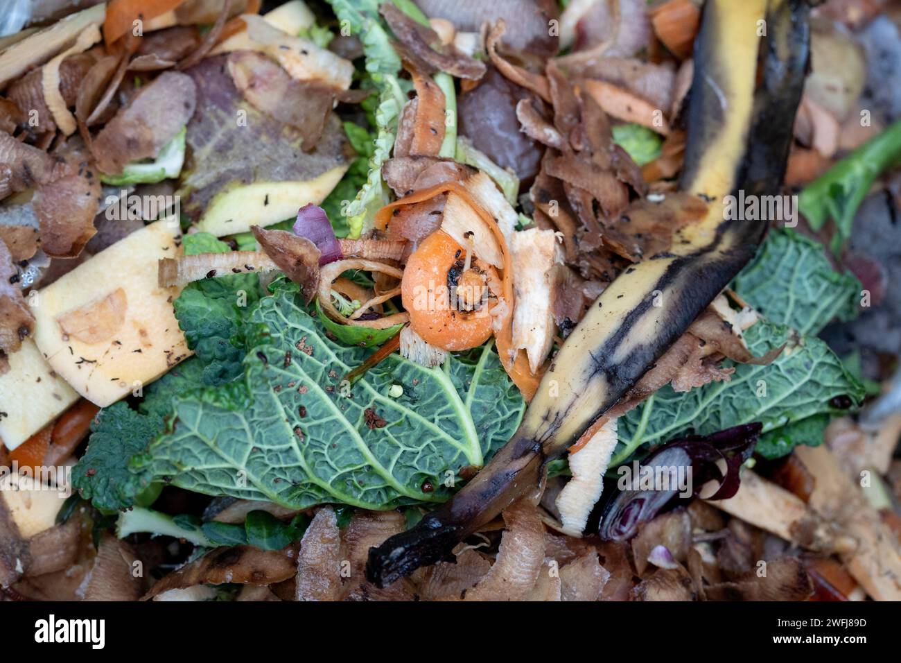 Orange Peels In Compost Bin at Charles Dunaway blog