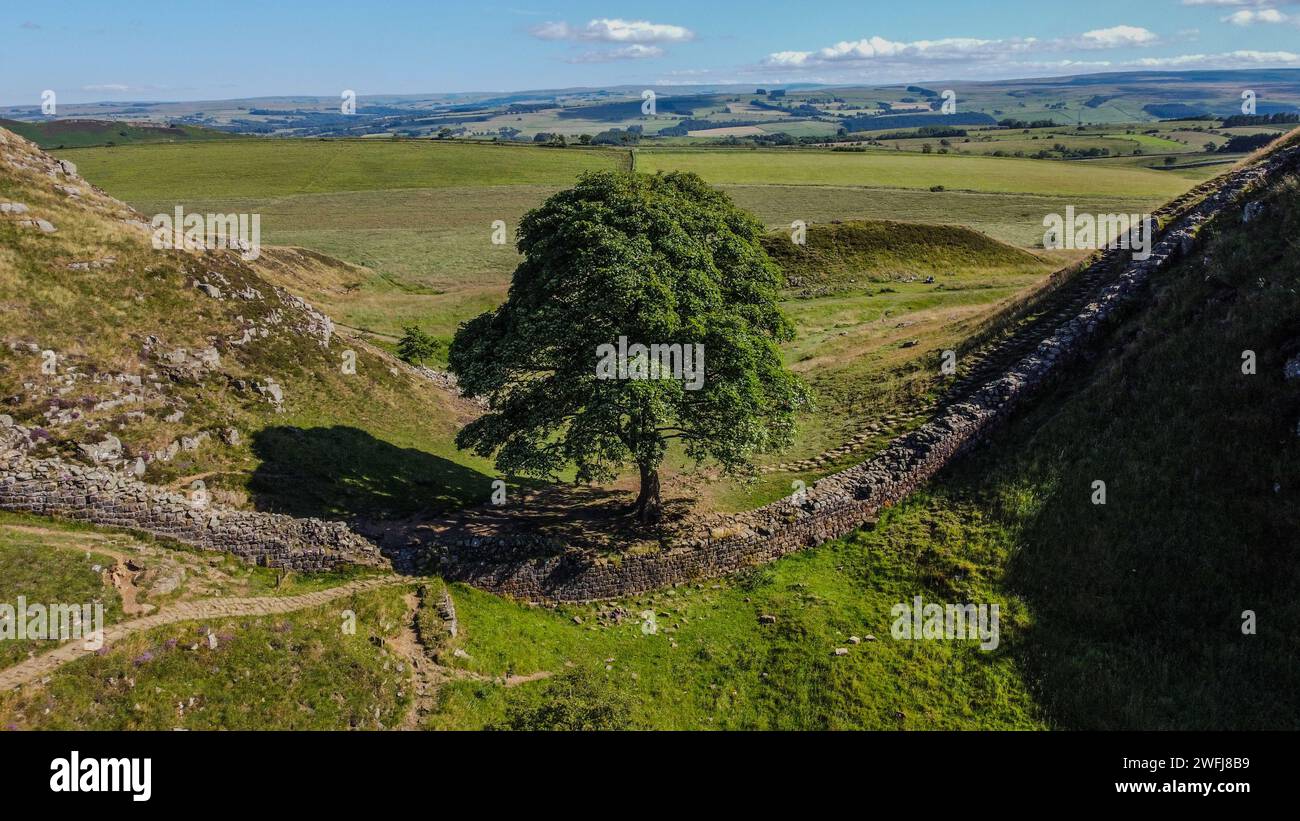 Robin Hood Sycamore Gap Tree at Hadrian's Wall Stock Photo - Alamy