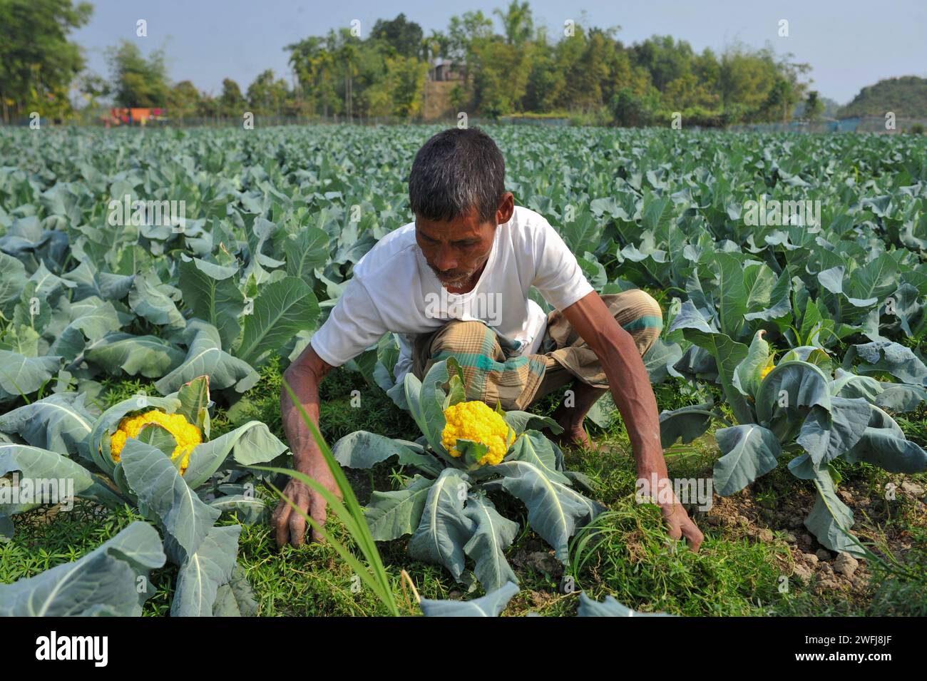 Bigha land hi-res stock photography and images - Alamy