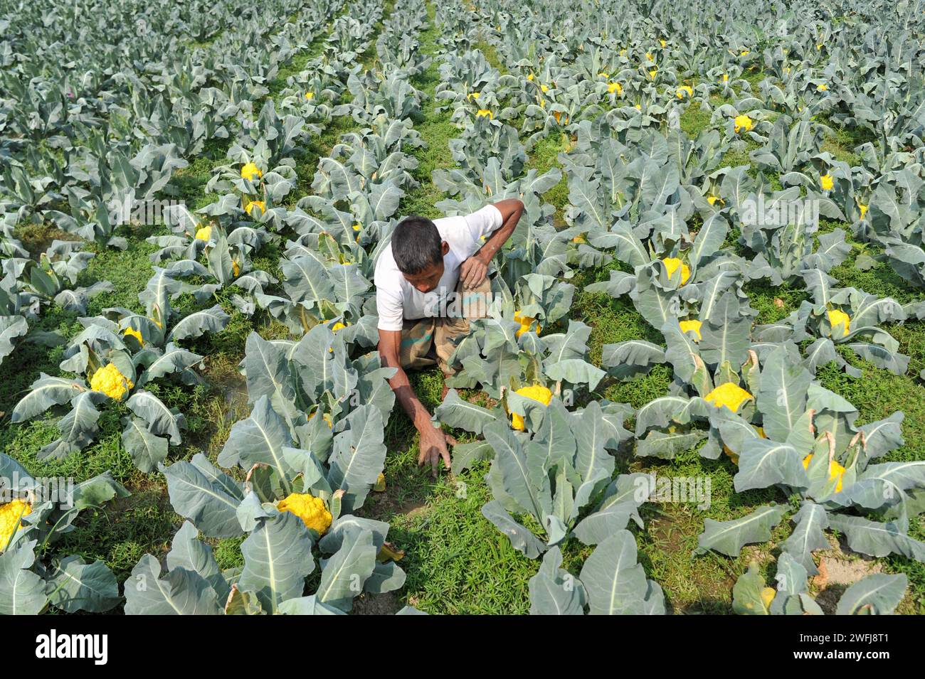 Sylhet, Bangladesh. 30th Jan, 2024. A farmer is clearing weeds in a colorful cauliflower field ...