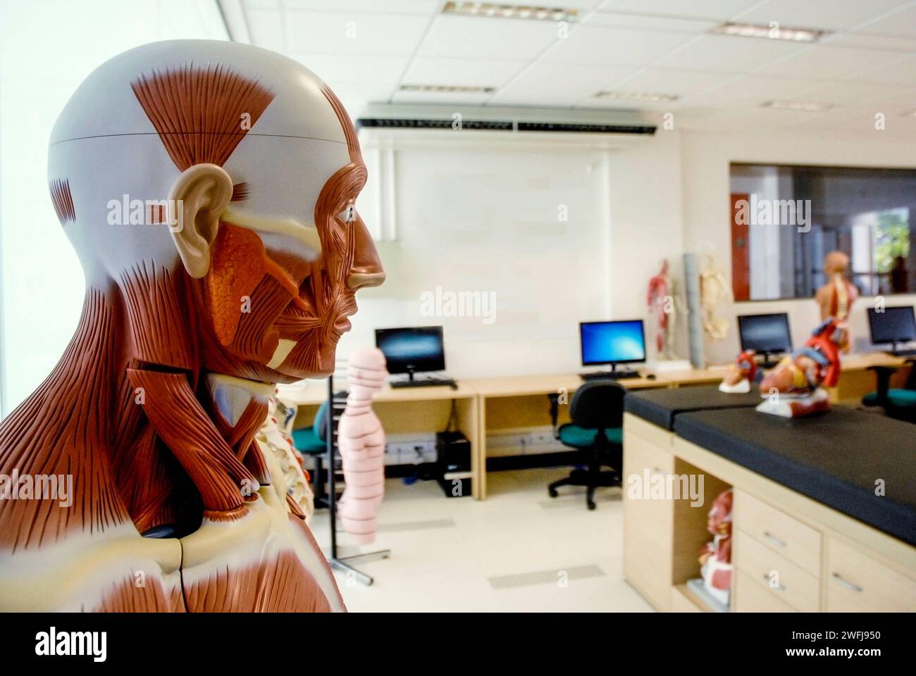 Human anatomy study mannequin Stock Photo - Alamy