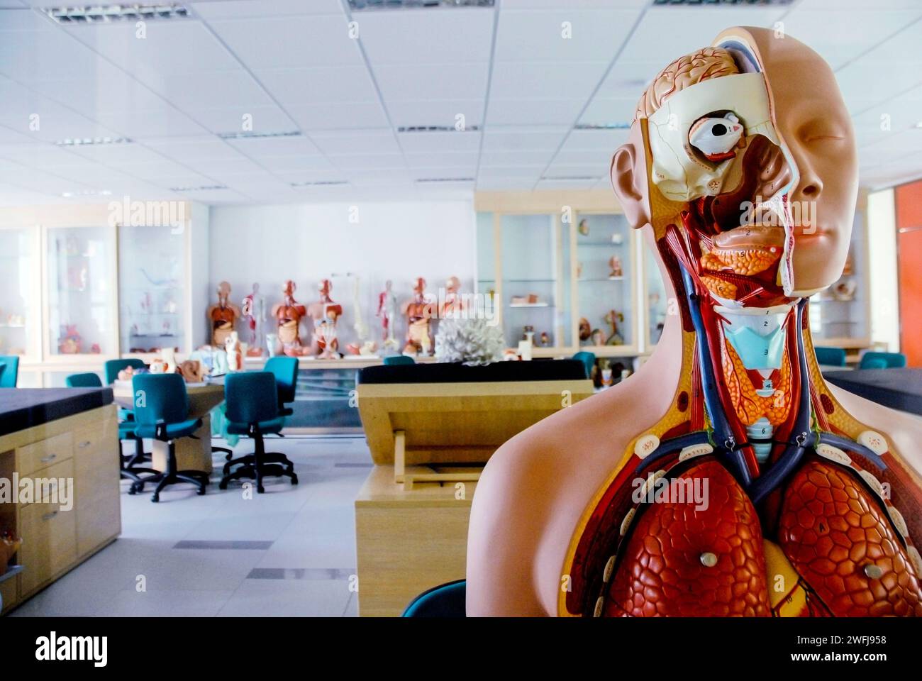 Human anatomy study mannequin Stock Photo - Alamy