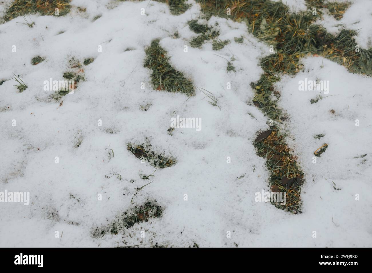 Grass footprints hi-res stock photography and images - Alamy