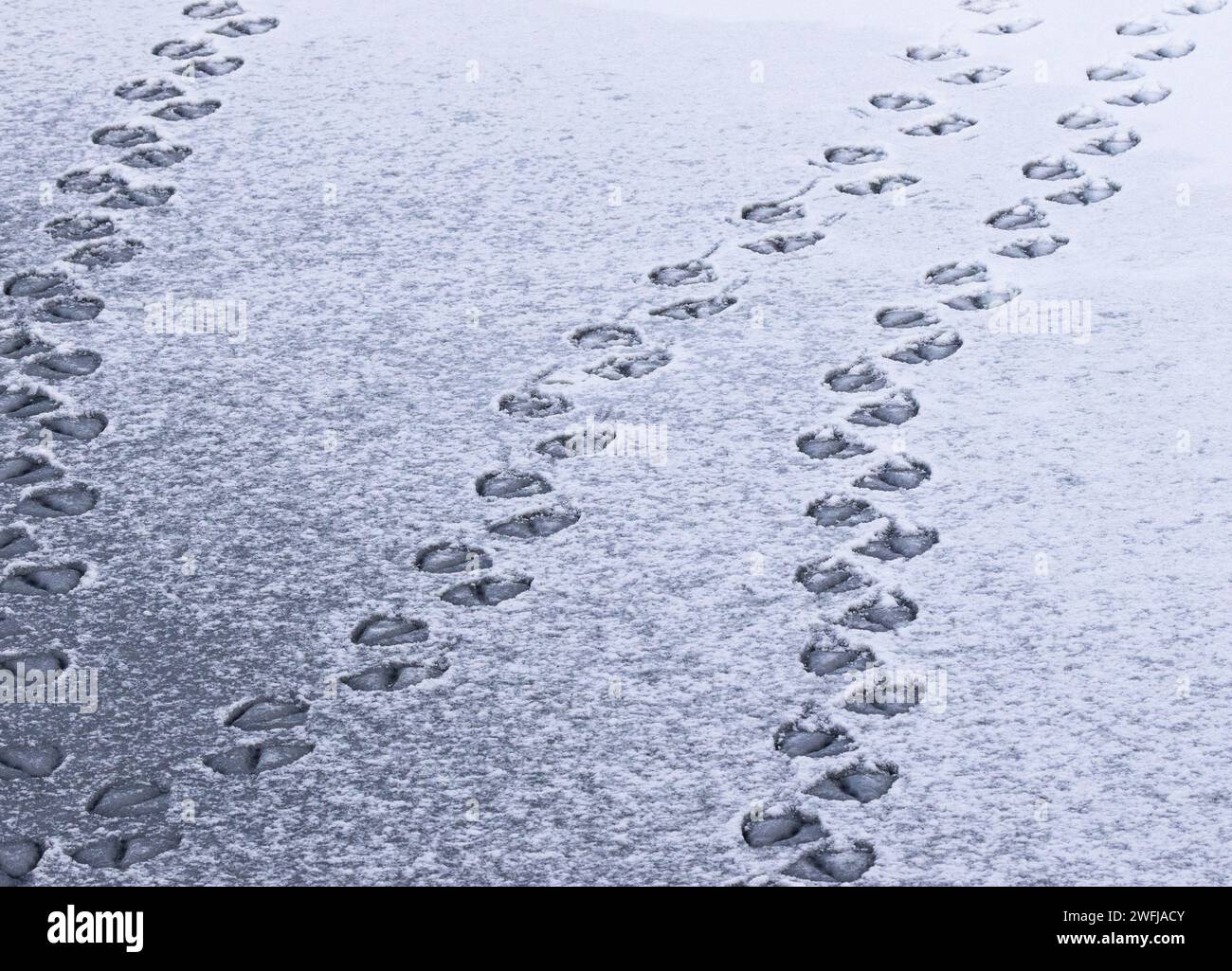 The Mute Swan is one of the largest and heaviest flying birds in the UK ...