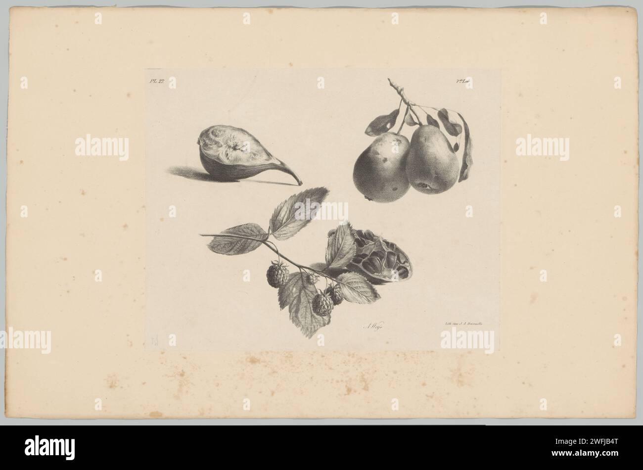 Fig, pears, blackberries and pomegranate, Anton Weiss, 1820 - 1833 ...