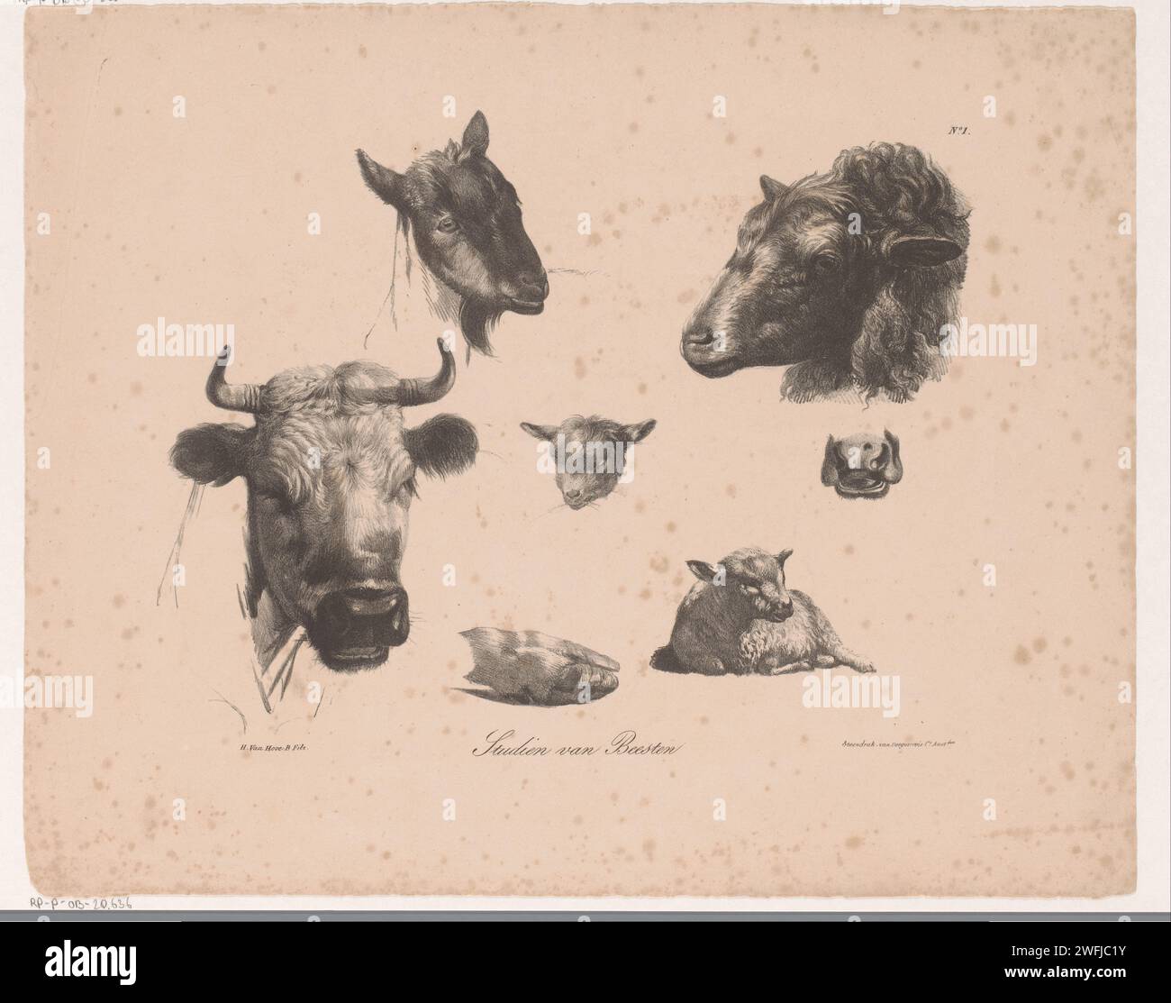 Dierenkoppen, Huib van Hove BZ, 1824 - in Or Before 1876 print Cow head ...