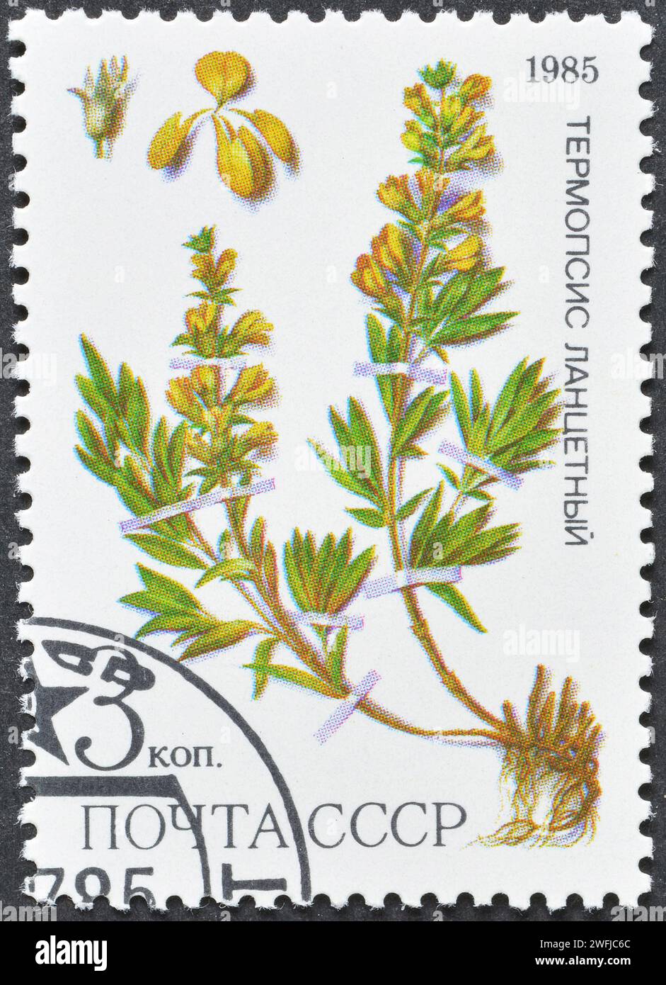 Cancelled postage stamp printed by Soviet Union, that shows Lupine ...