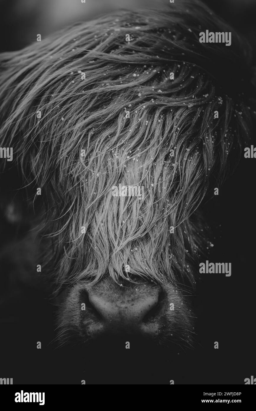 Close up Highland Cow Stock Photo - Alamy