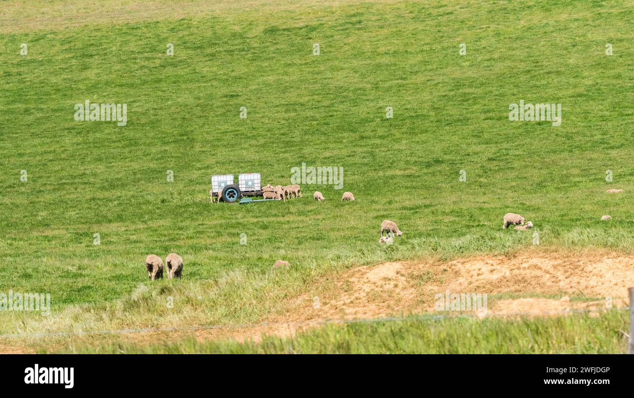 sheep on a farm at pasture and feeding at a trough in Overberg, Western ...