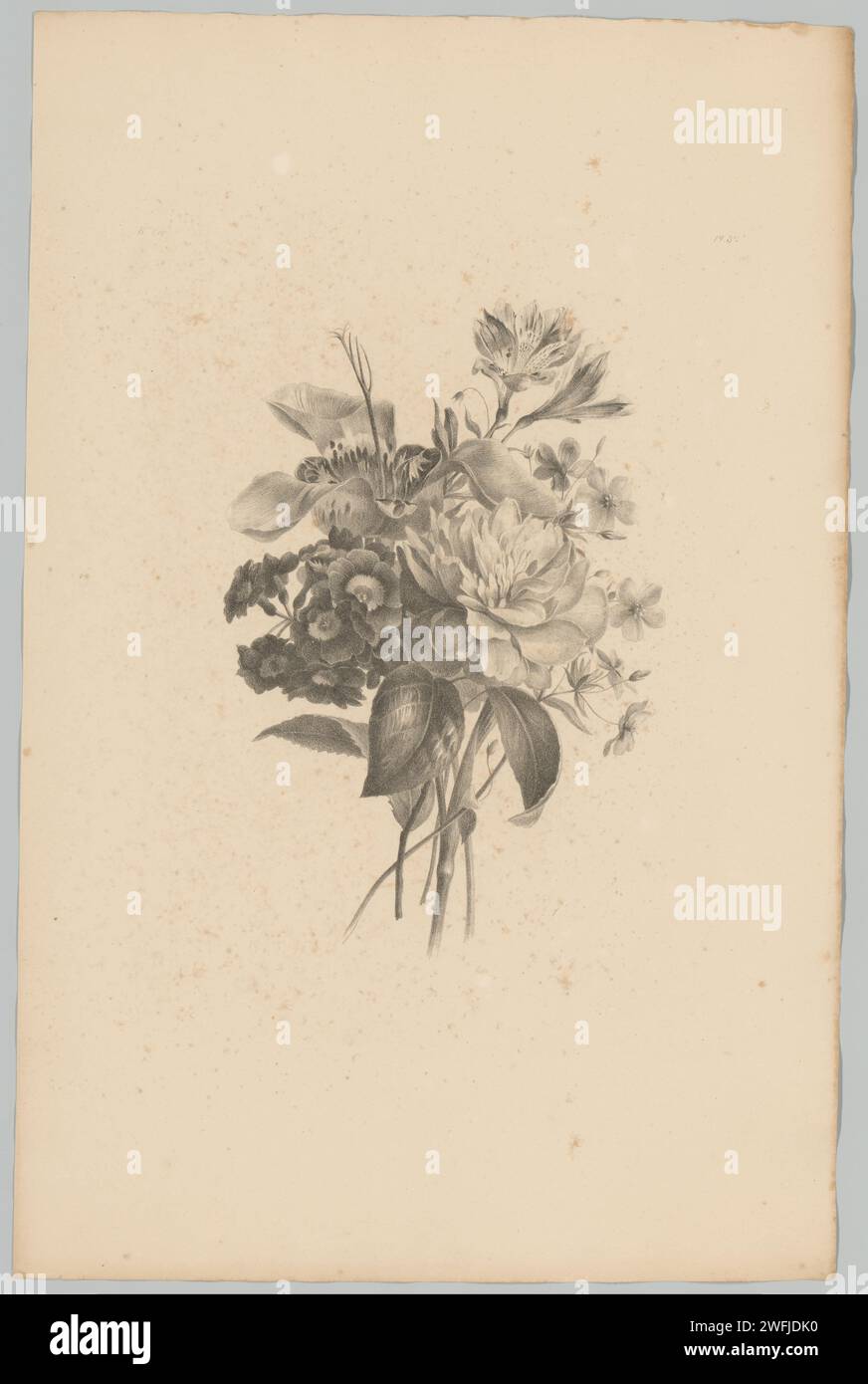 Various flowers, Anton Weiss, 1820 - 1833 print Up to the top left 8th ...