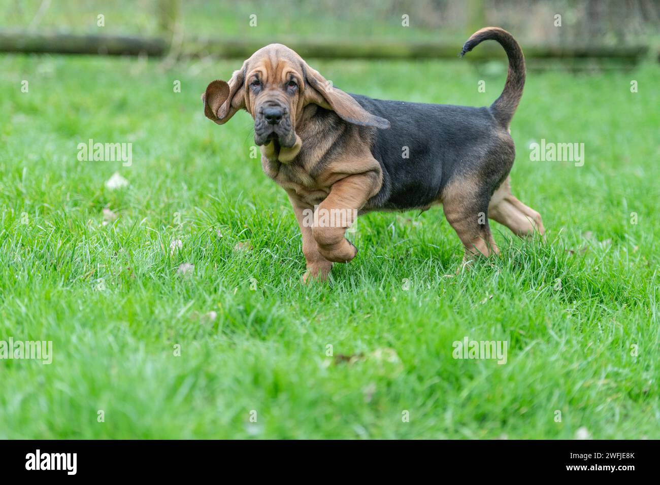 cute bloodhound puppy running in grass Stock Photo - Alamy
