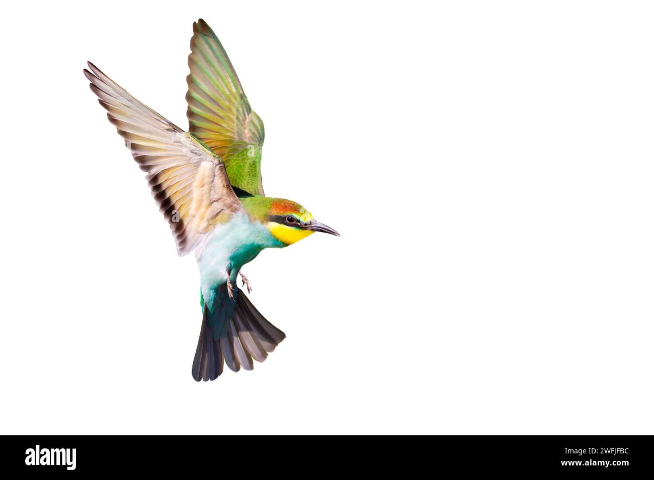colorful bird in flight on a white background Stock Photo - Alamy