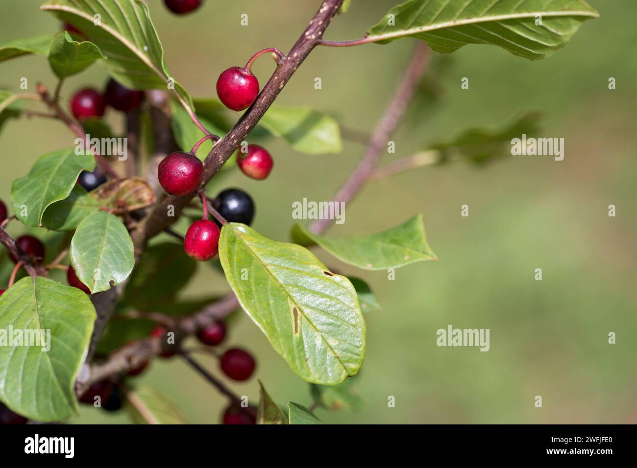 Buckthorn tree hi-res stock photography and images - Alamy