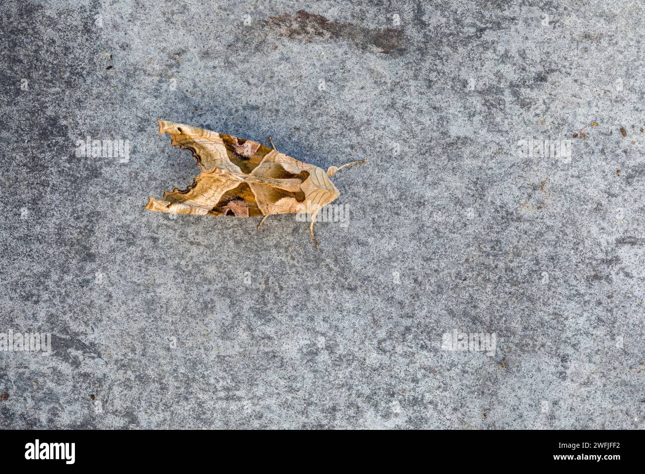 Angle Shades Moth; Phlogophora meticulosa; UK Stock Photo - Alamy