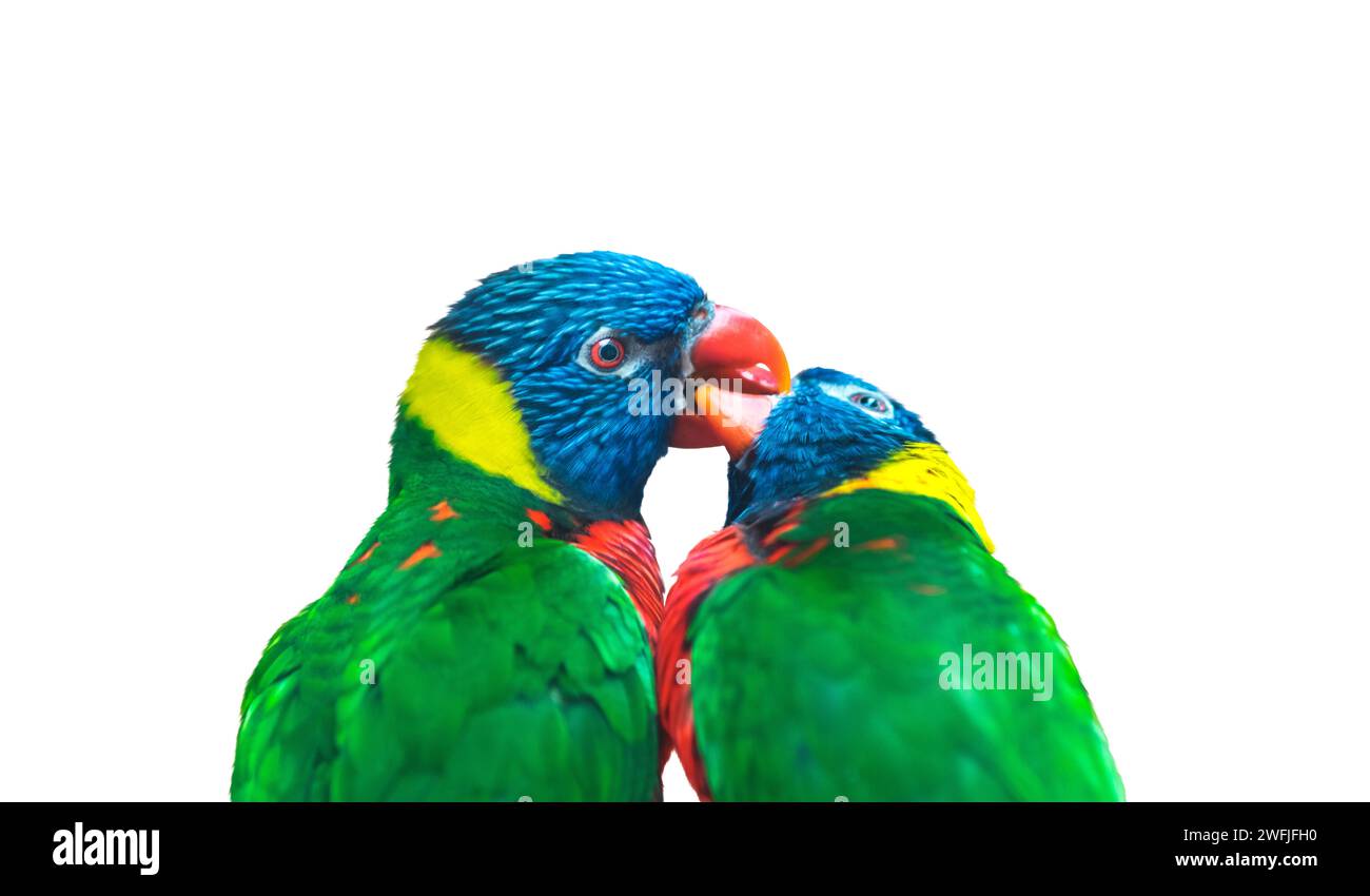 Two green parrots Cut Out Stock Images & Pictures - Alamy