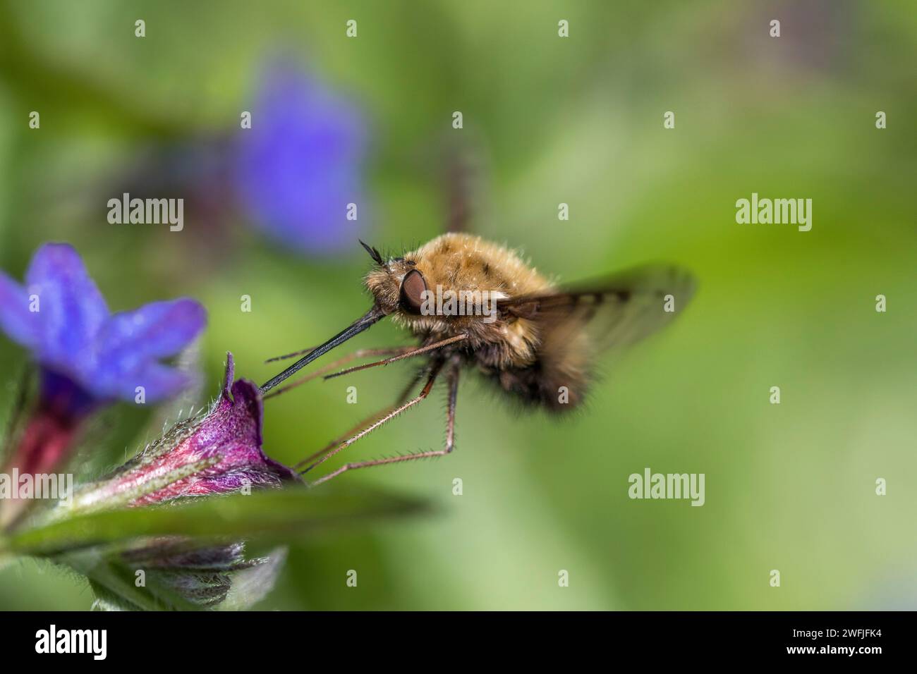 Dotted Bee Fly; Bombylius discolor; Flight; UK Stock Photo - Alamy