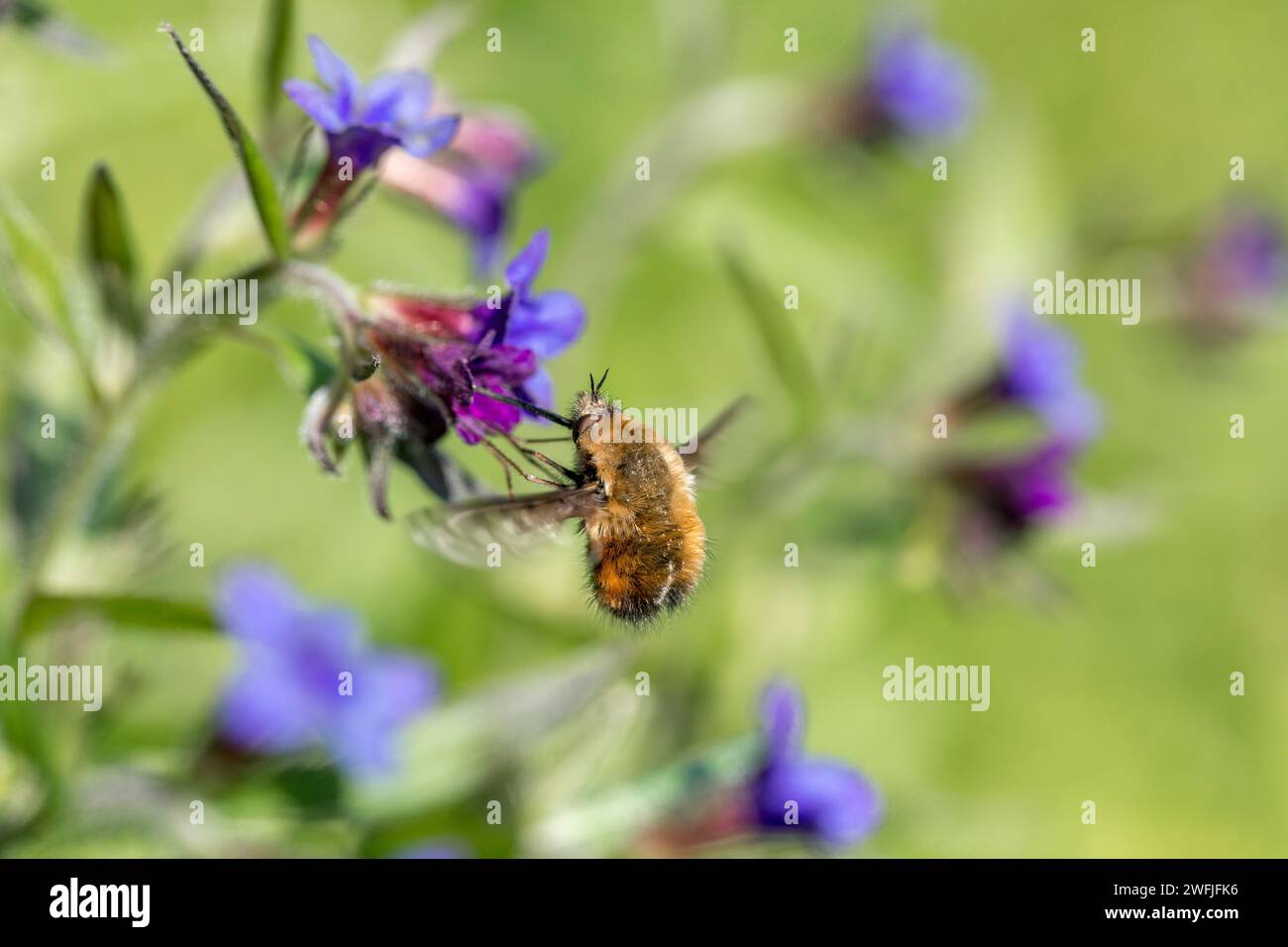 Dotted Bee Fly; Bombylius discolor; Flight; UK Stock Photo - Alamy