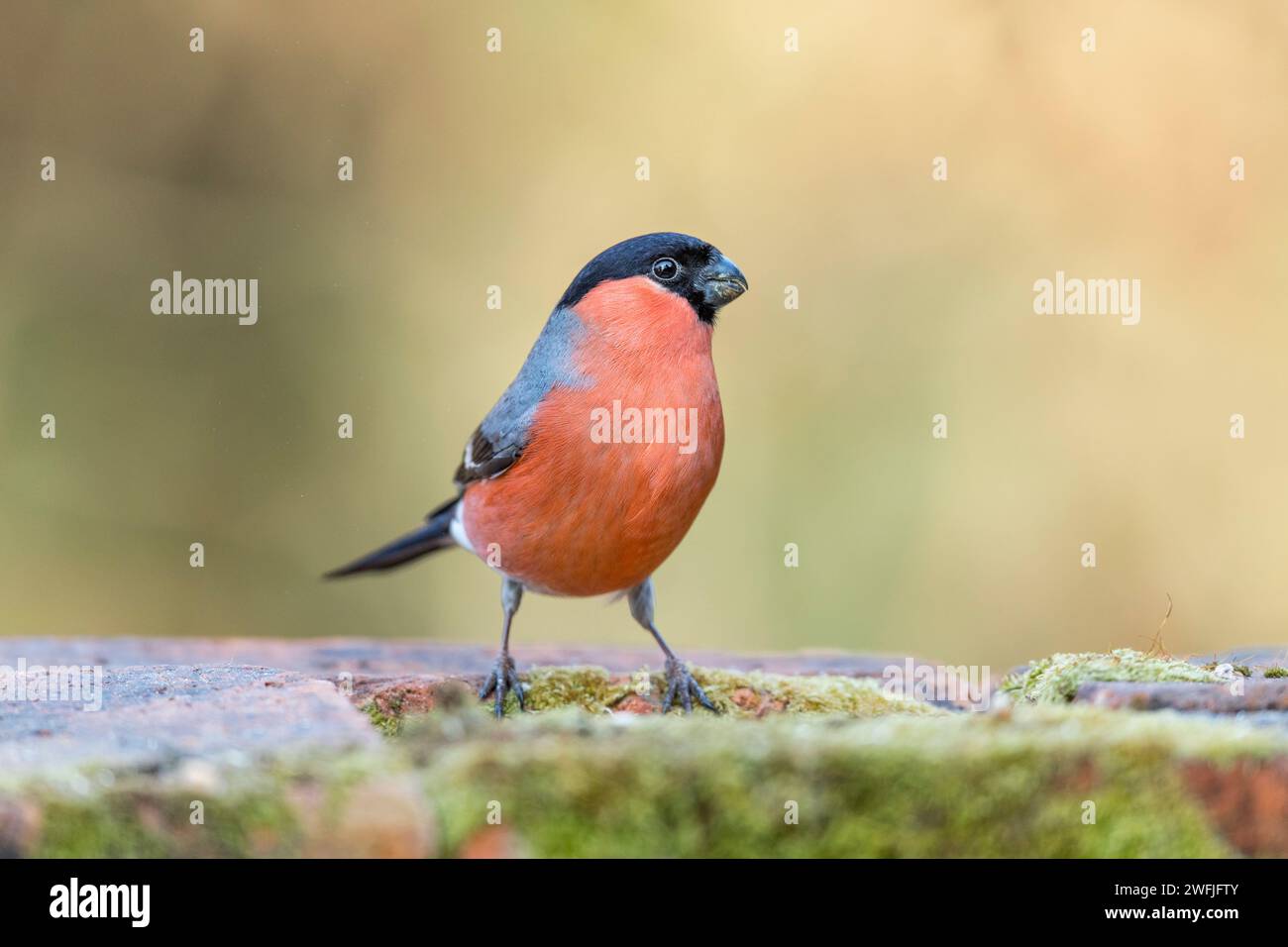 Bullfinch male uk hi-res stock photography and images - Alamy