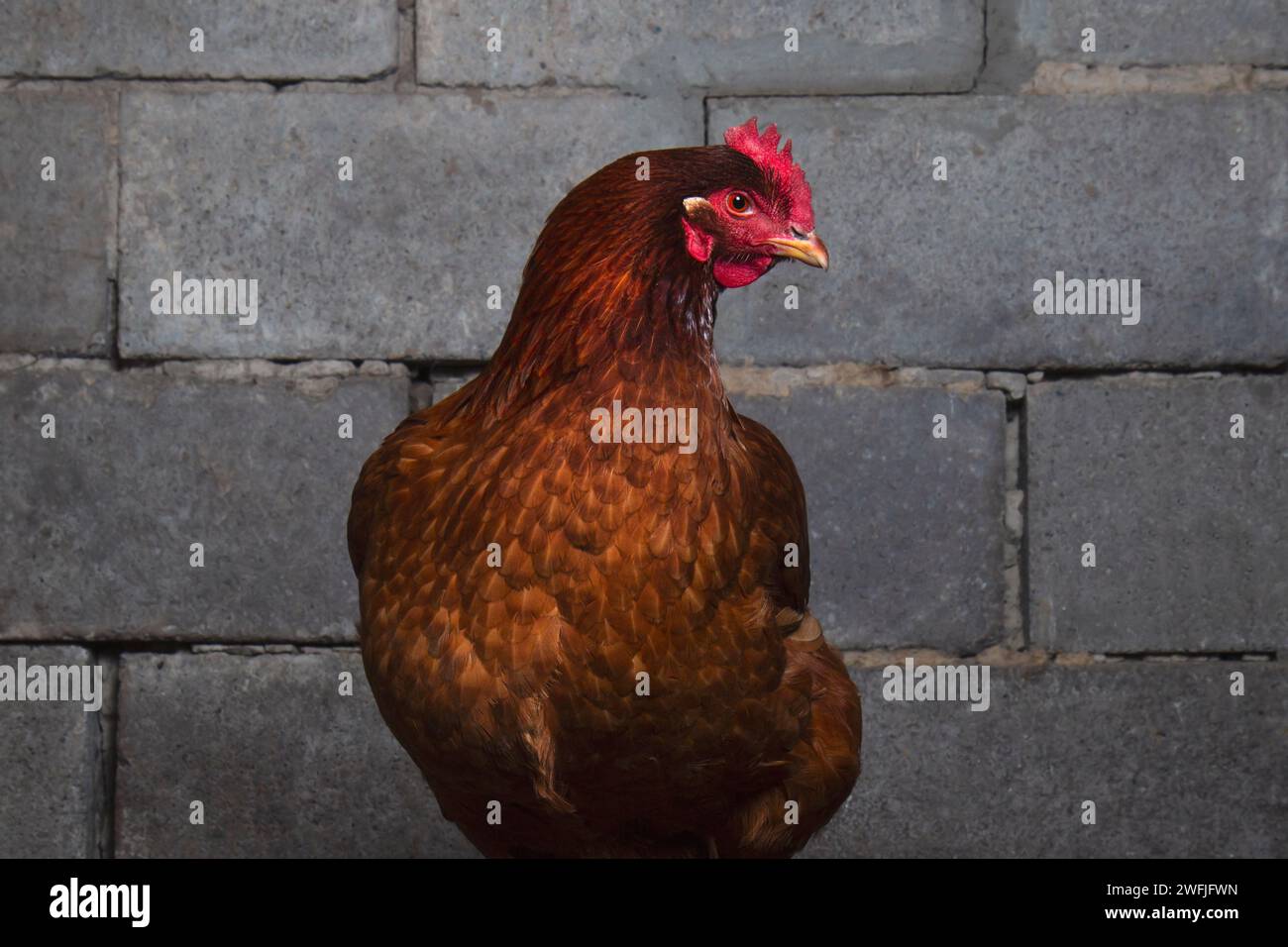 Flock brown chickens coop hi-res stock photography and images - Alamy