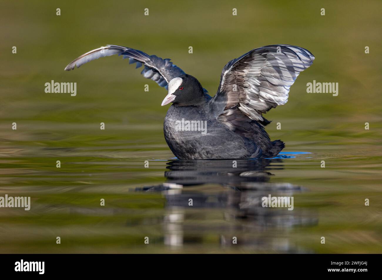Coot fulica atra preening hi-res stock photography and images - Alamy