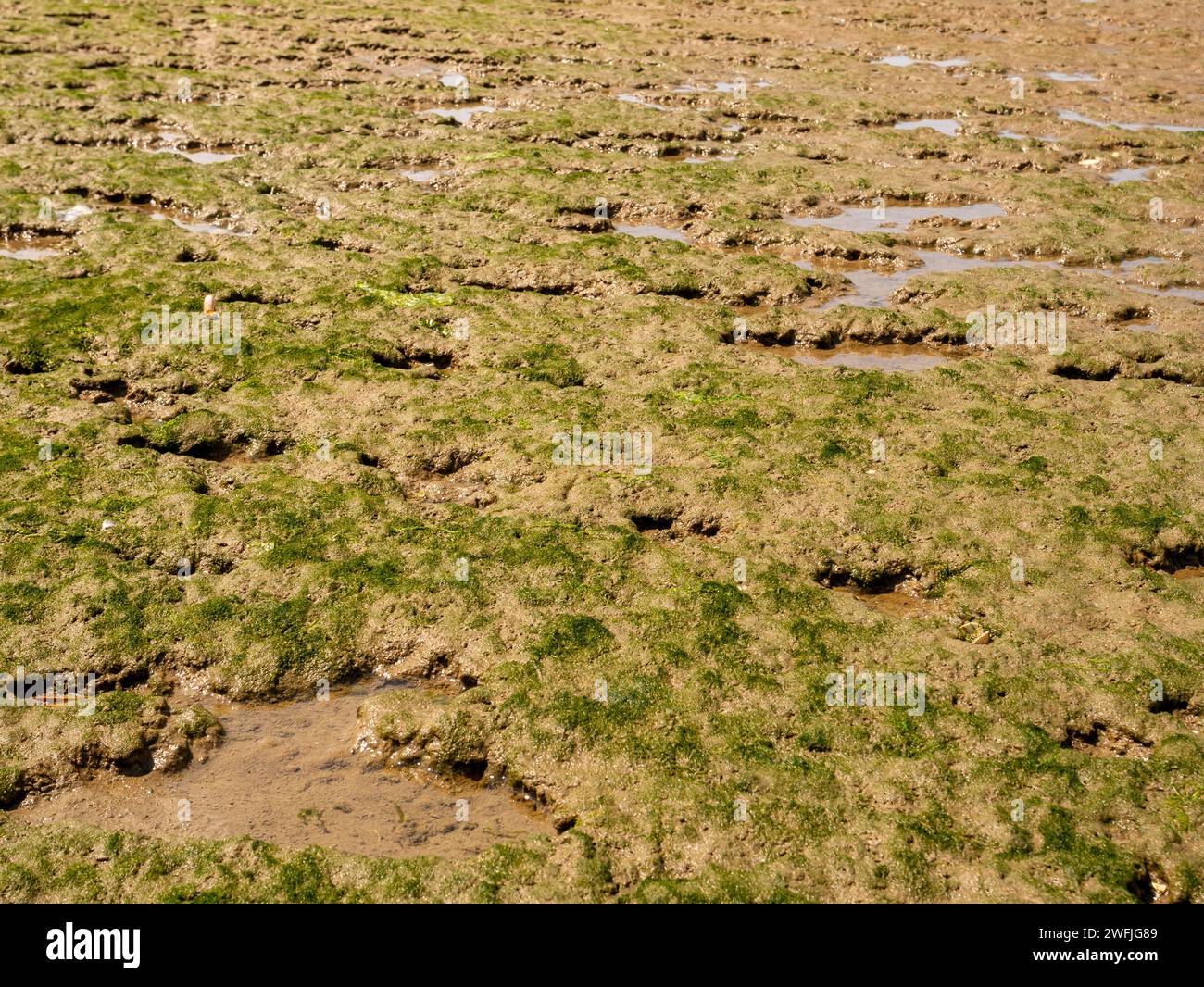 Mudflat of tidal flat at low tide with layer of seaweed and algae ...