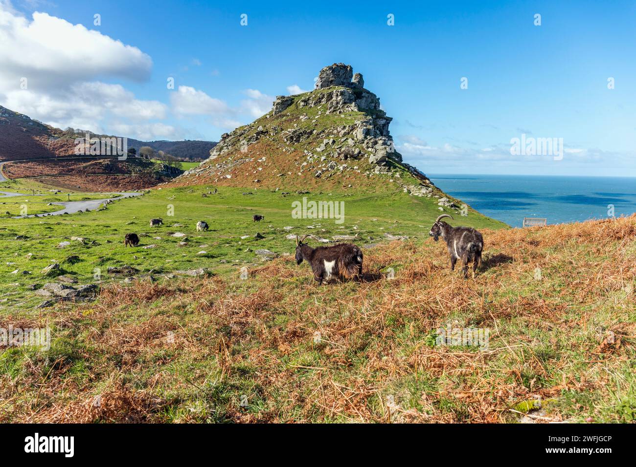 Valley of the Rocks; Feral Goats; Devon; UK Stock Photo - Alamy