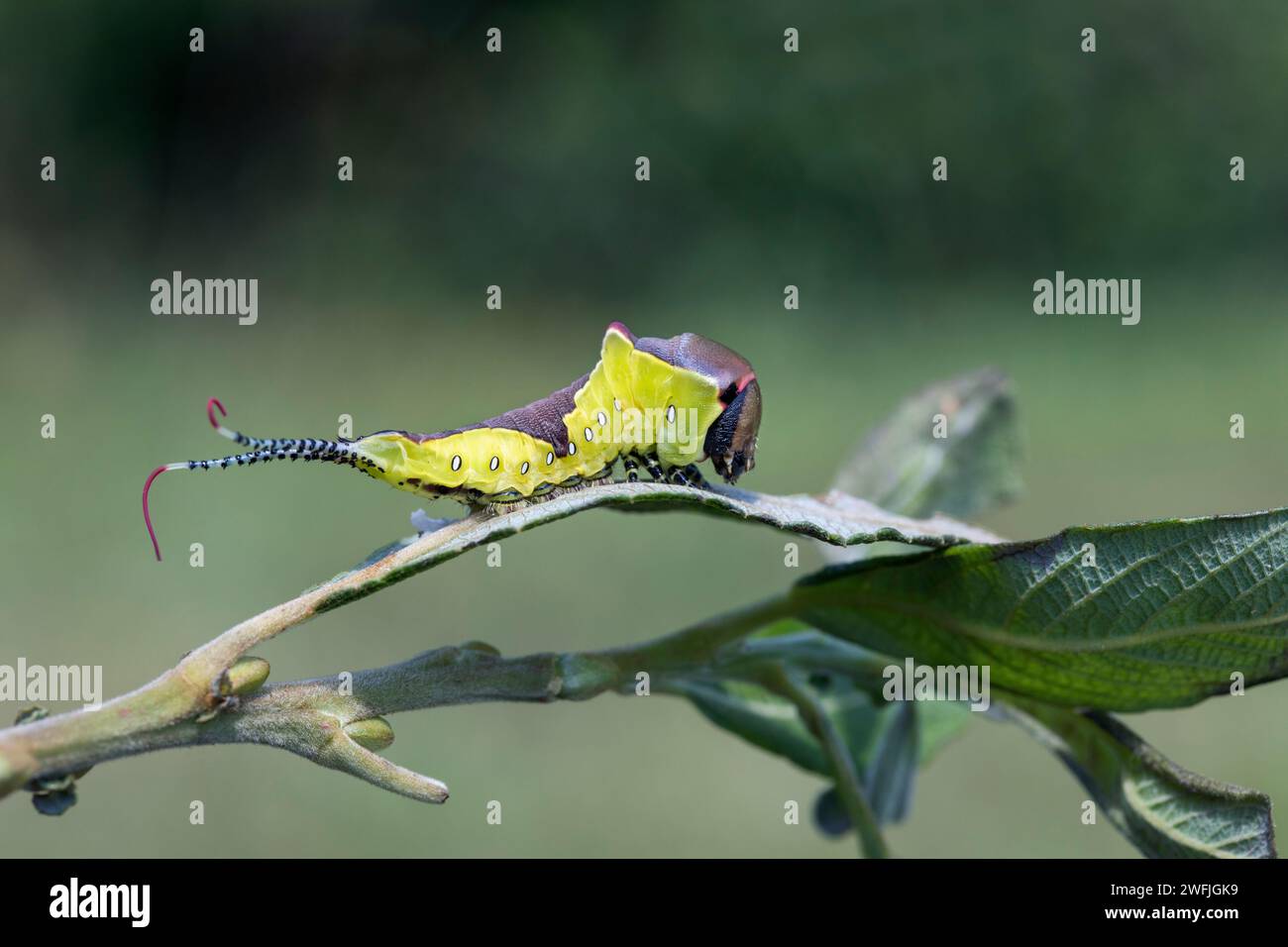 Flagellae hi-res stock photography and images - Alamy