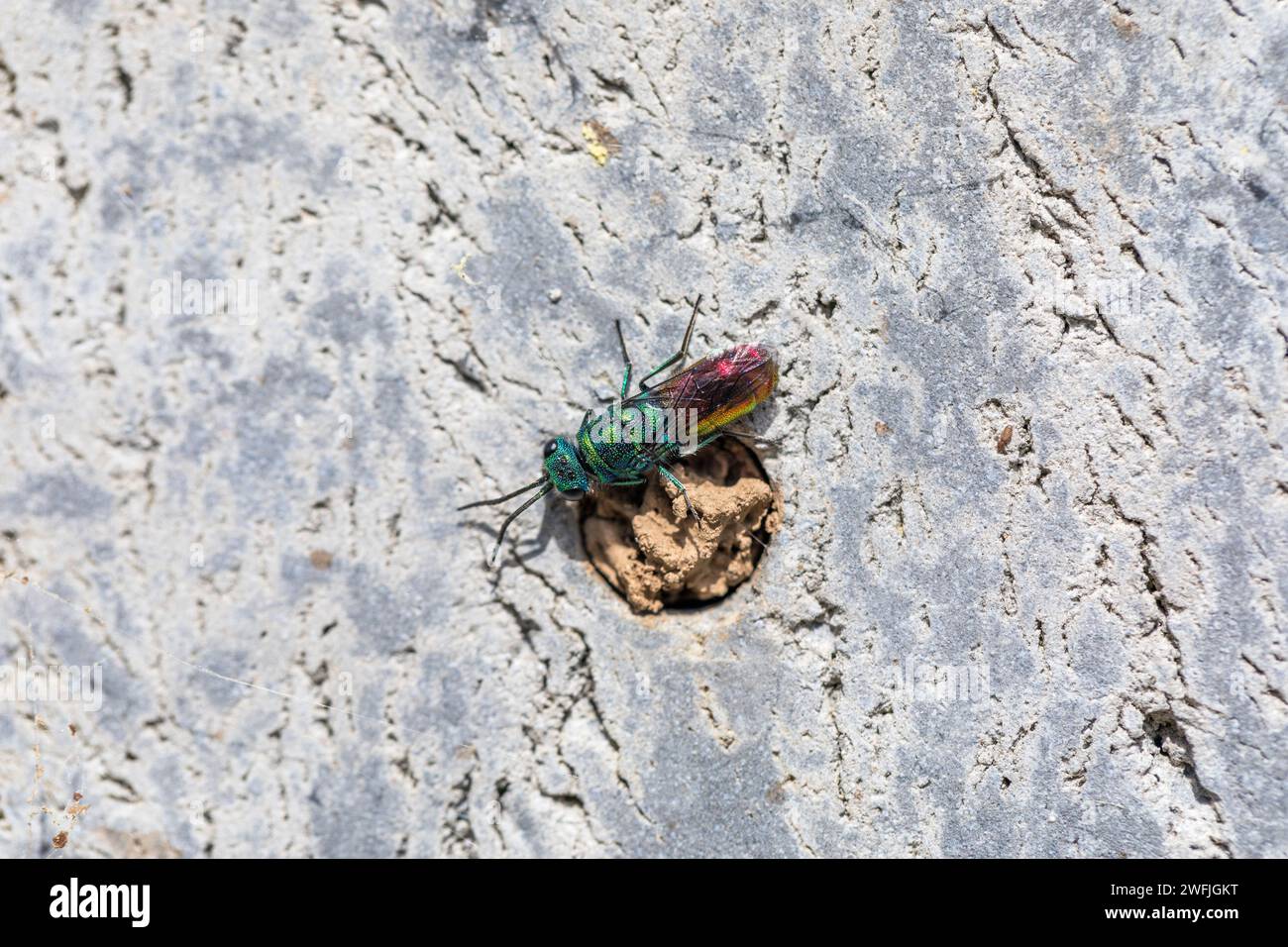 Ruby Tailed Wasp; Chrysis ignita; UK Stock Photo - Alamy