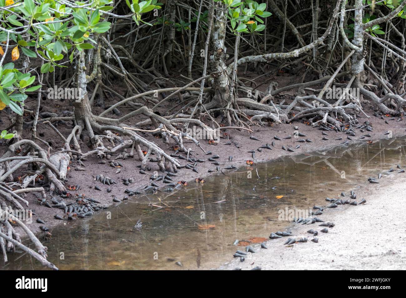 Mangrove crabs hi-res stock photography and images - Alamy