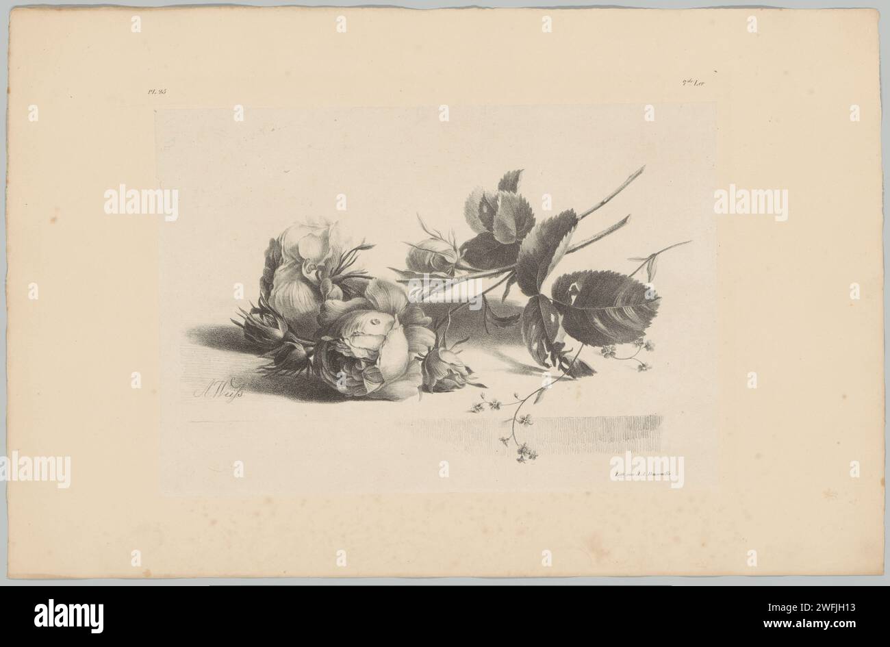 Rozen, Anton Weiss, 1820 - 1833 print Up to the top right 7th Lev. Part ...