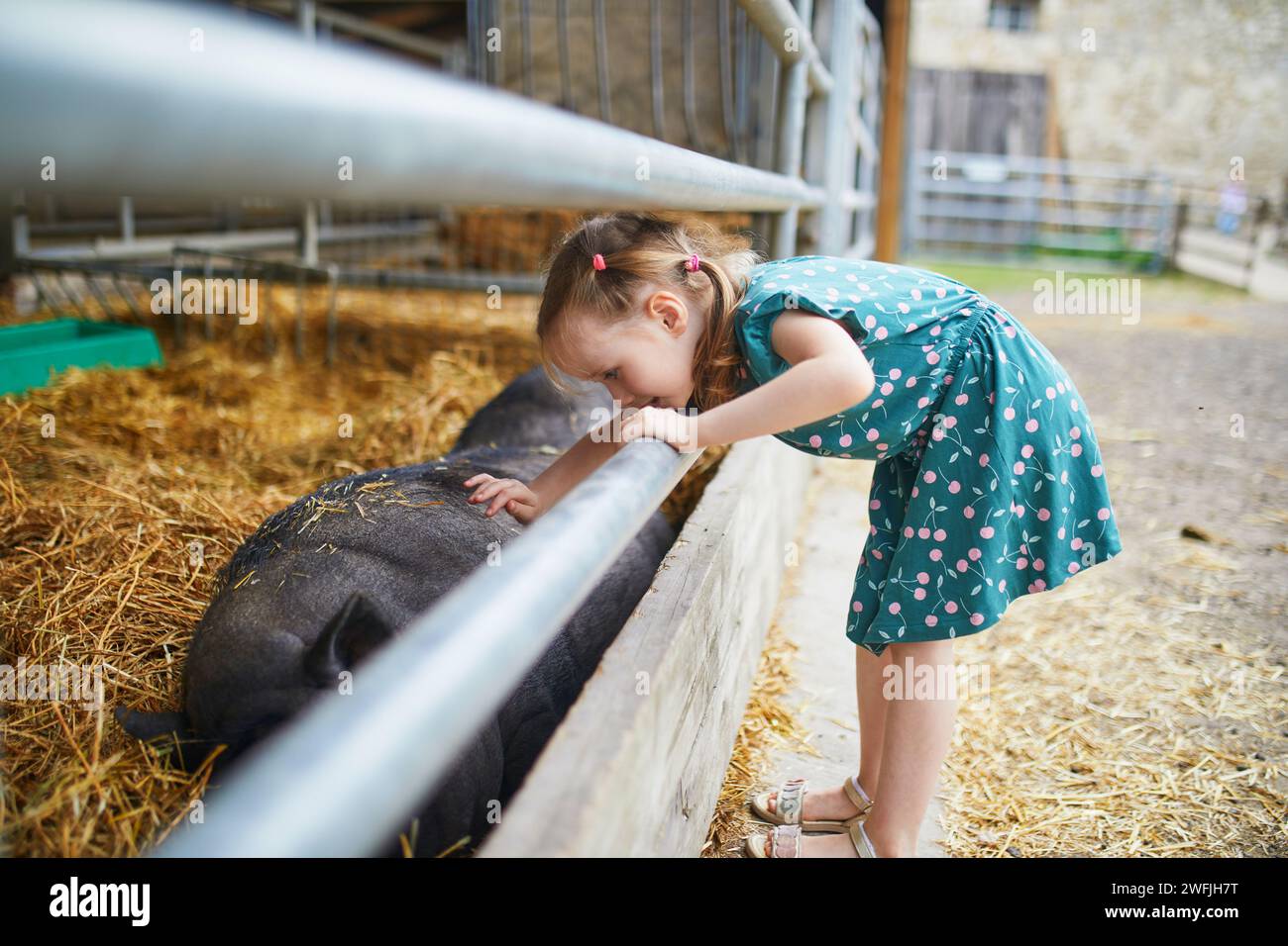 Adorable little girl playing with pig at farm. Child familiarizing ...