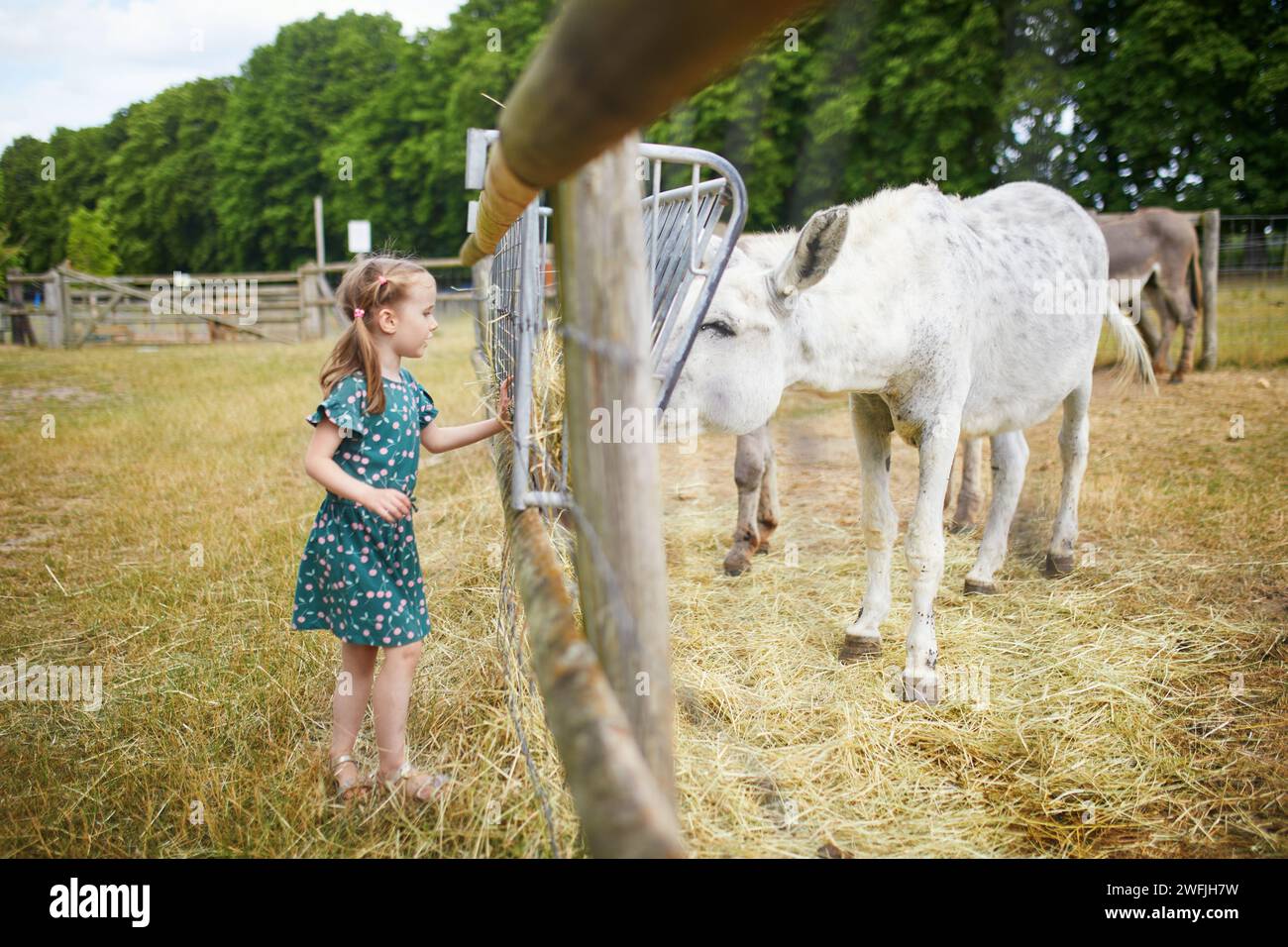 Adorable little girl playing with donkey at farm. Child familiarizing ...