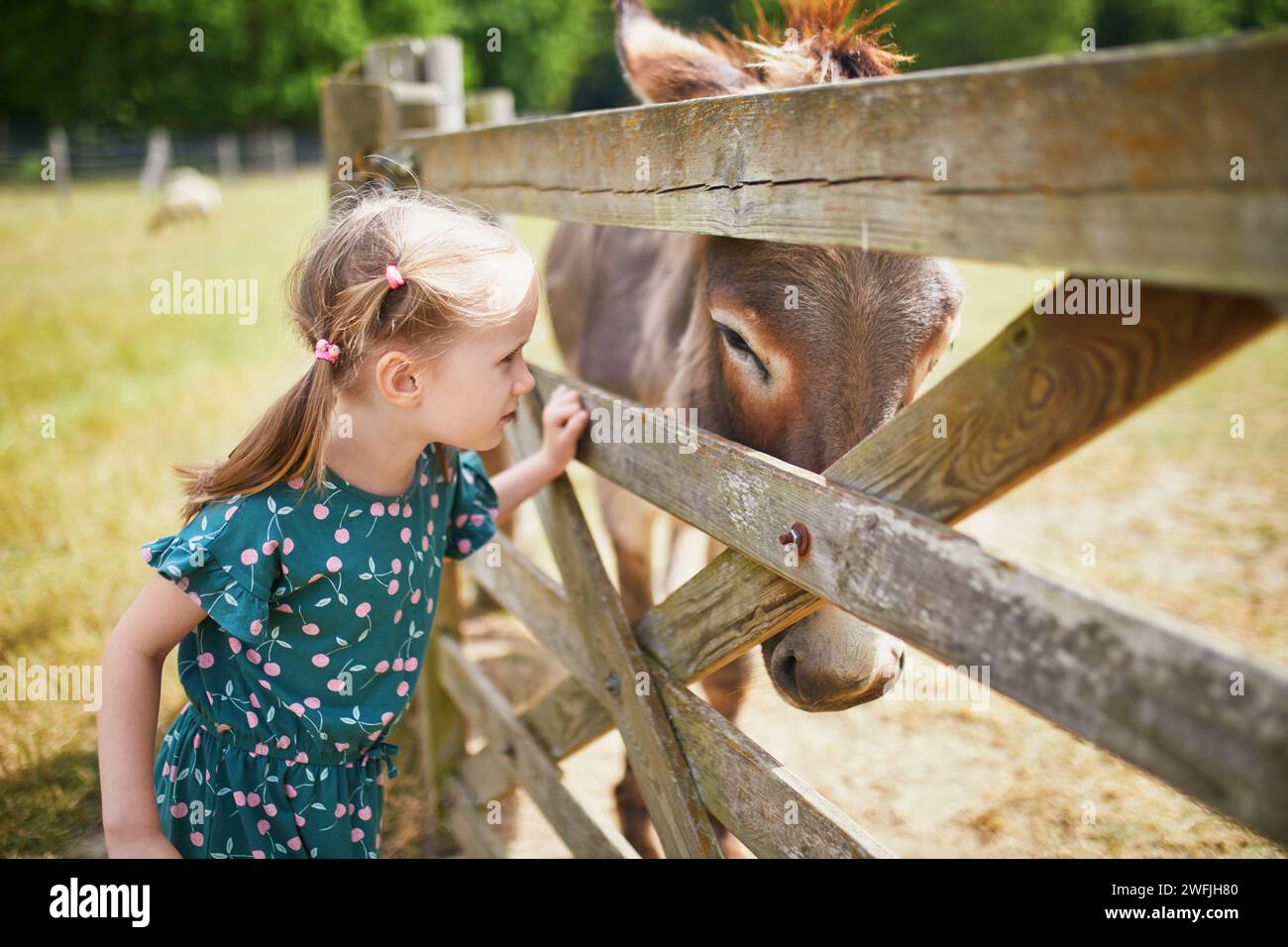 Adorable little girl playing with donkey at farm. Child familiarizing ...