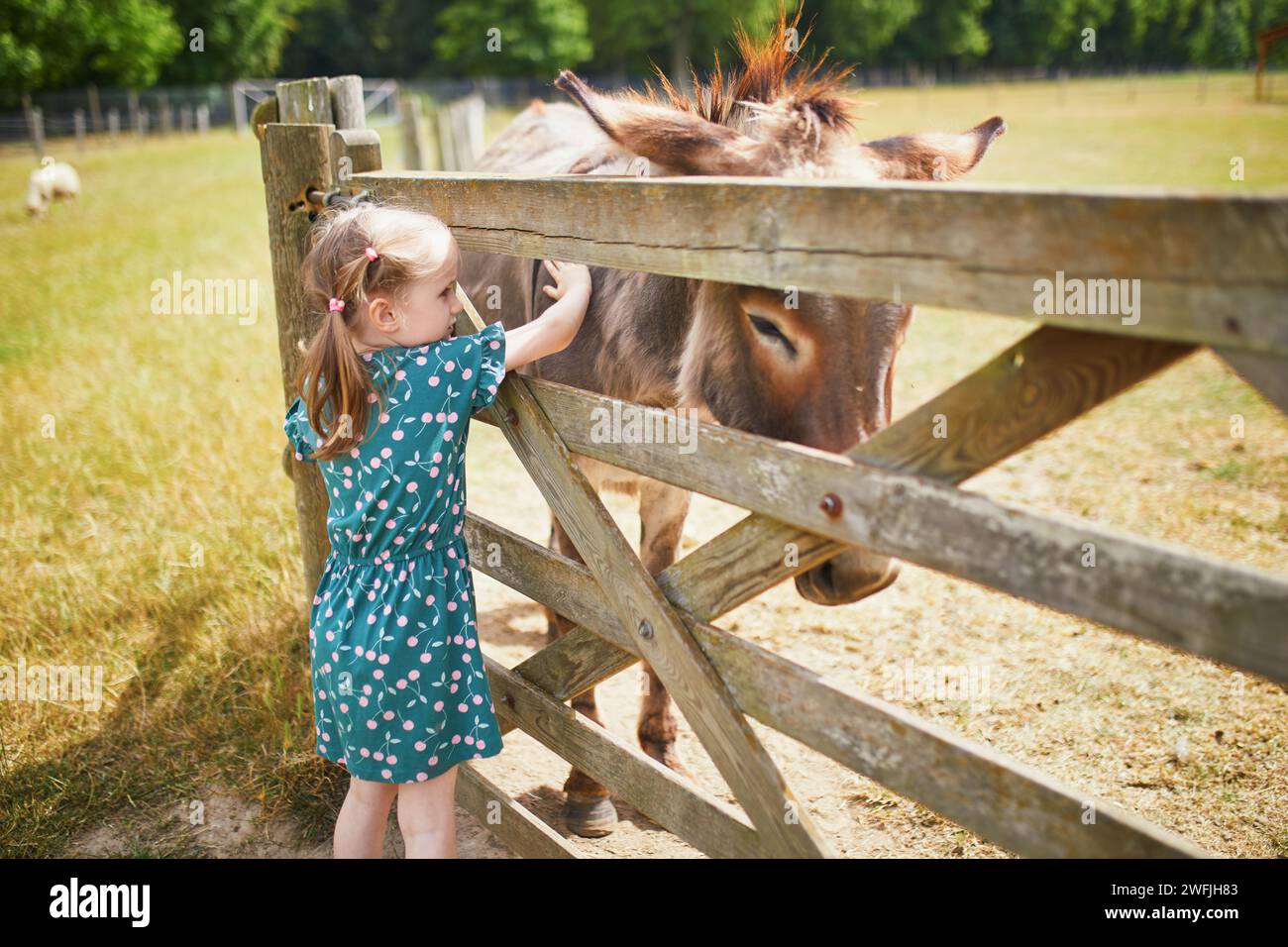 Adorable little girl playing with donkey at farm. Child familiarizing ...