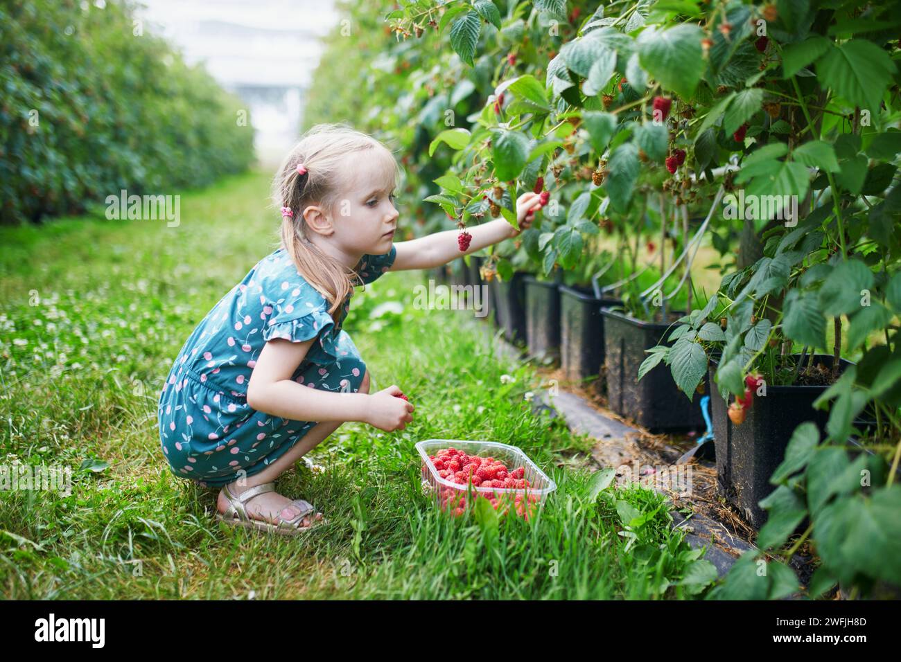 Adorable preschooler girl picking fresh organic raspberries on farm ...