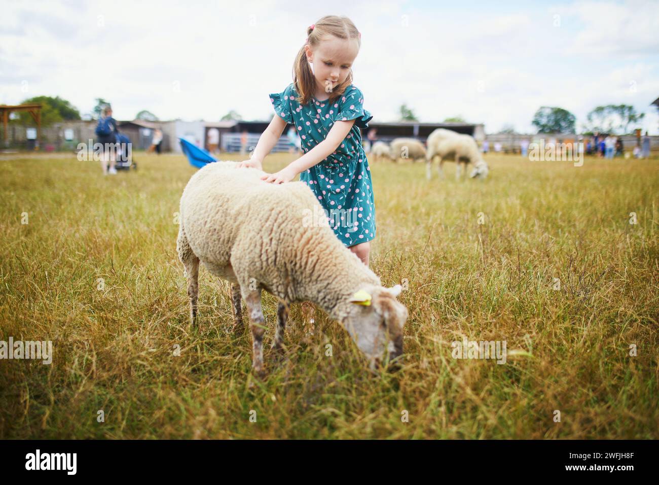 Adorable little girl playing with sheep at farm. Child familiarizing ...