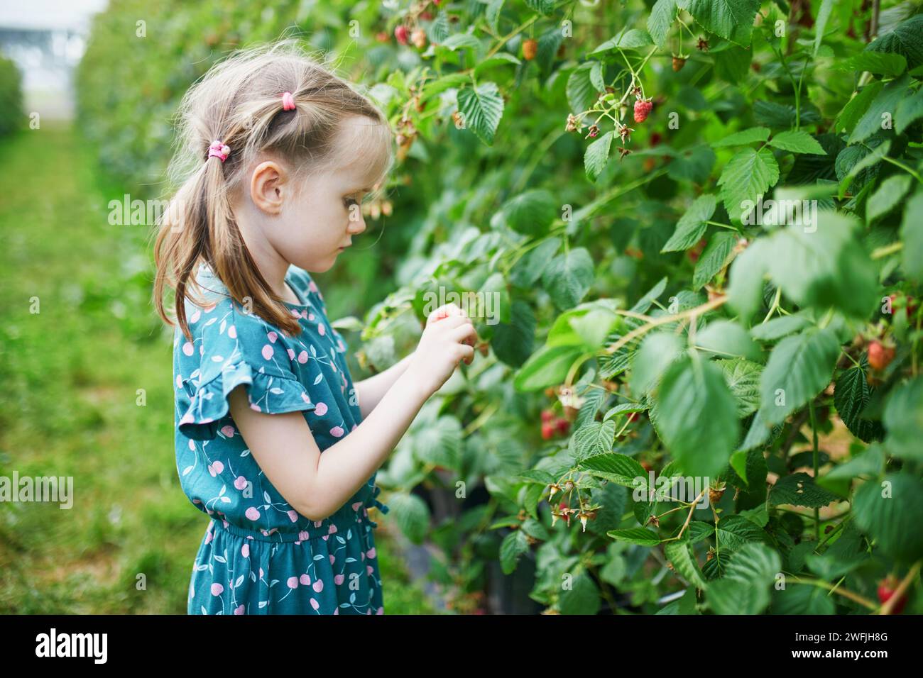 Adorable preschooler girl picking fresh organic raspberries on farm ...