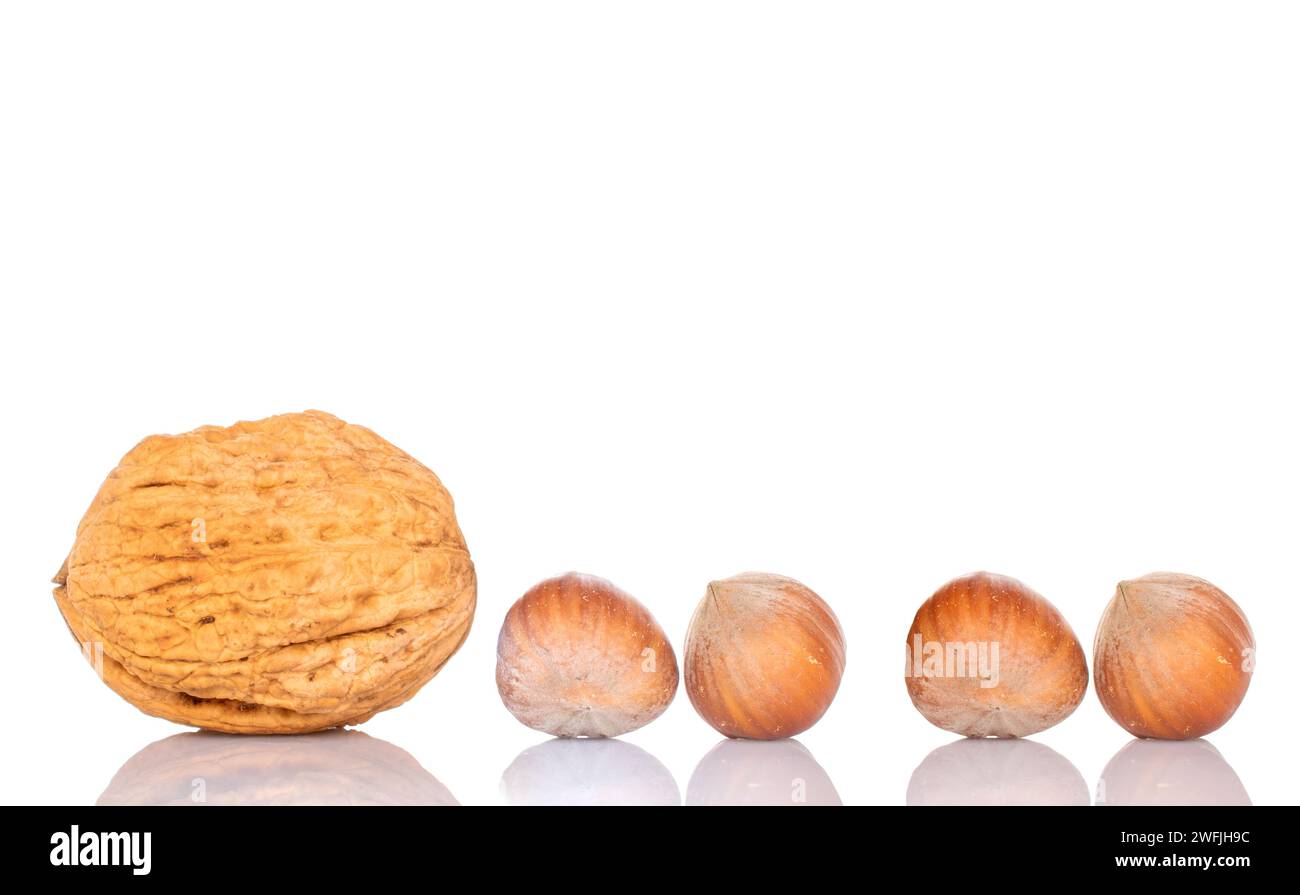 Four hazelnuts and one walnut, macro, isolated on white background ...