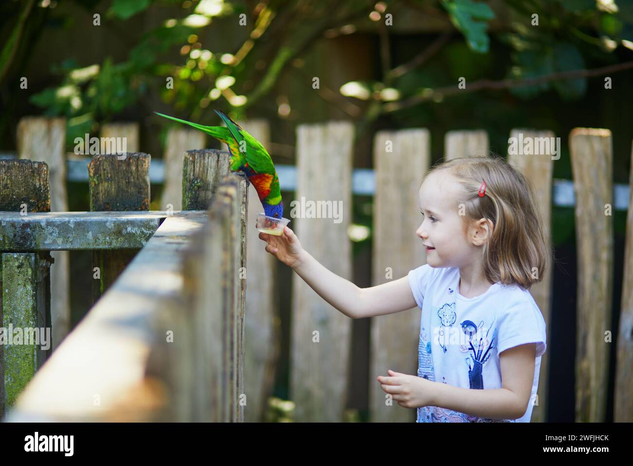 Adorable preschooler girl feeding rainbow lorikeet parrot in zoo. Child ...
