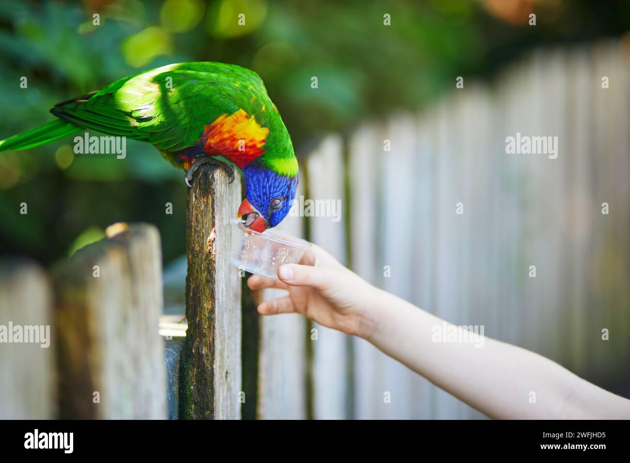 Adorable preschooler girl feeding parrot in zoo. Child visiting a zoo ...