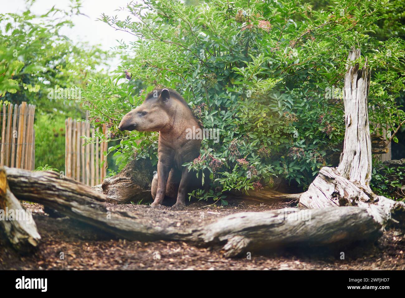 South American tapir in zoo or safari park Stock Photo - Alamy